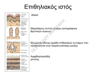 Kεφάλαιο 1ο- ΒΙΟΛΟΓΙΑ Α' ΛΥΚΕΙΟΥ | PDF