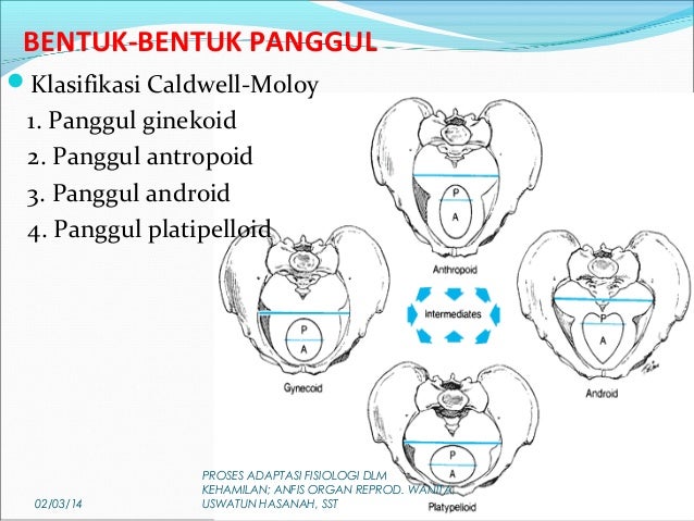 1.anatomi fisiologi organ repro. wanita; adaptasi fisiologi dlm keham…