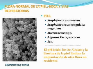 flora microbiana | PPSX