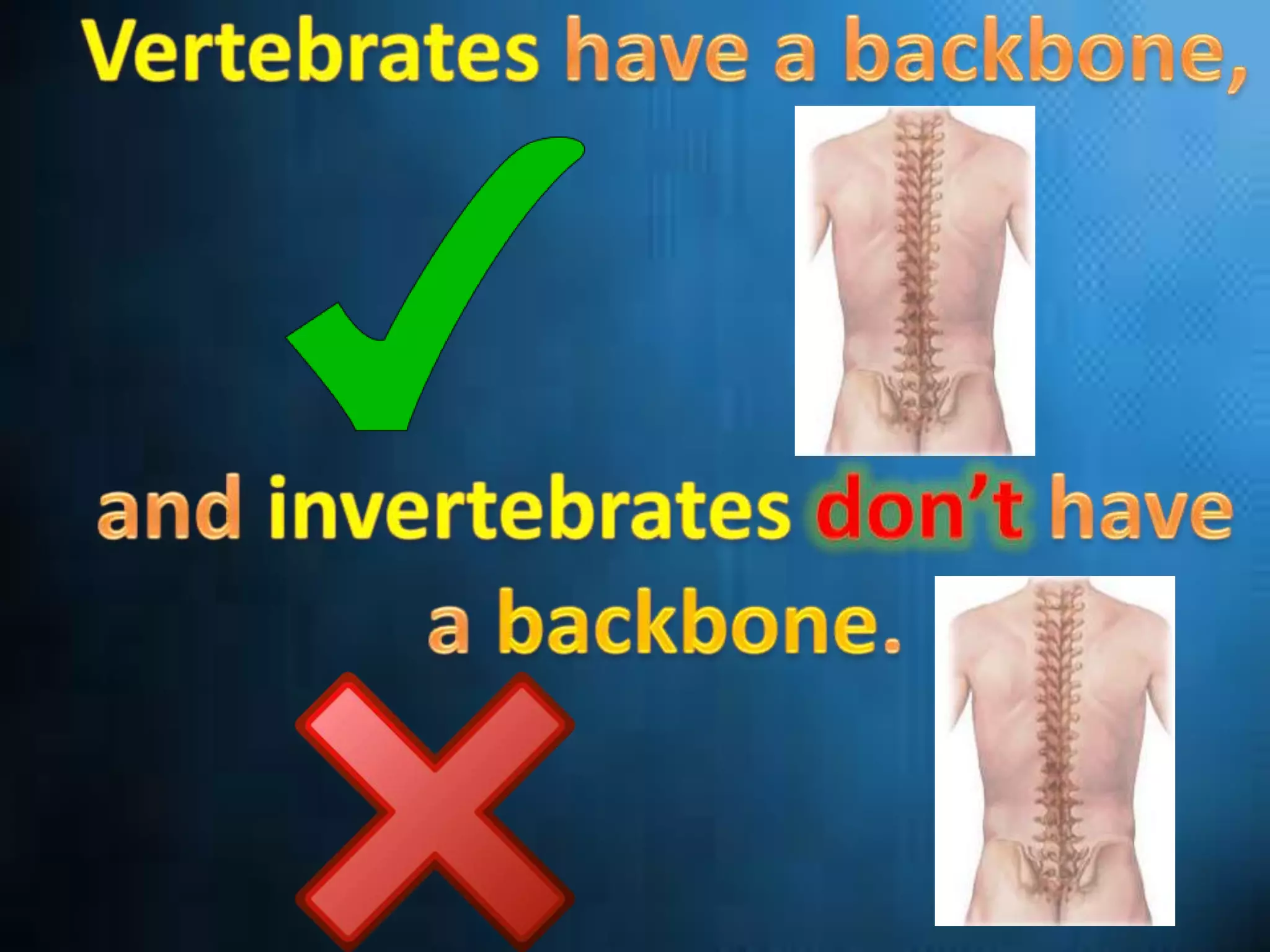 Animals- Intro | PPTX