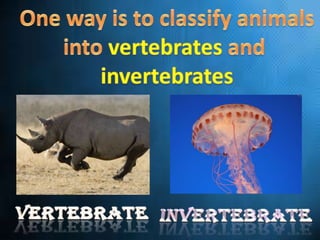 Animals- Intro | PPTX