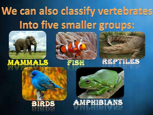 Animals- Intro | PPTX