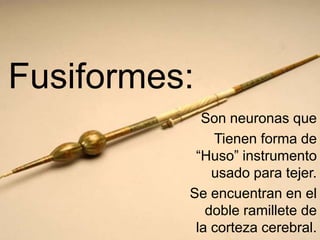 Segun su forma y tamaño | PPTX