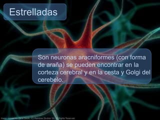 Segun su forma y tamaño | PPTX