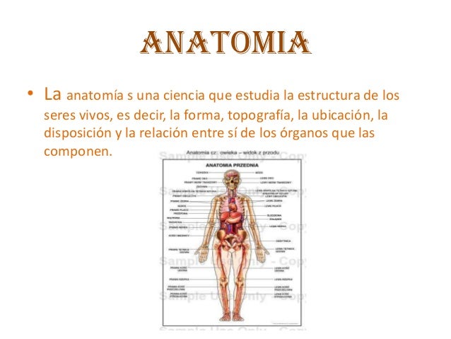 Qué Significa Anatomía | Términos de anatomía: proximal y distal ...