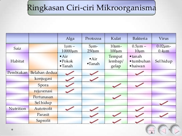 1.1 jenis mikroorganisma