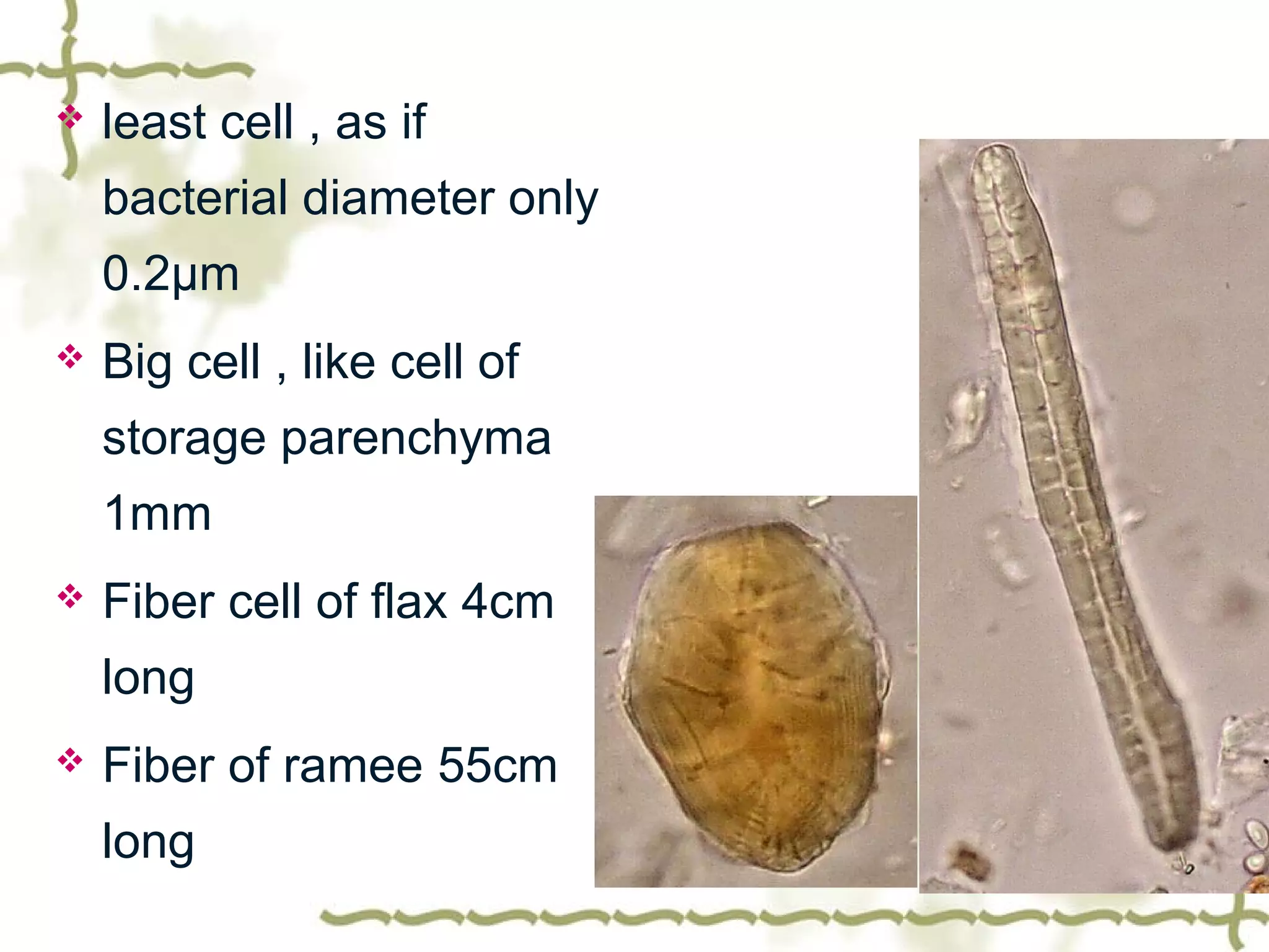 1. plant cell | PPT
