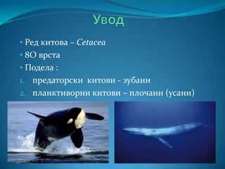 Evolucija kitova | PPTX