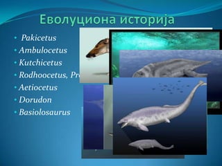 Evolucija kitova | PPTX