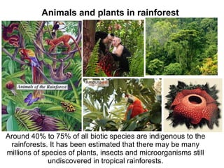 1. rainforest pdf | PDF