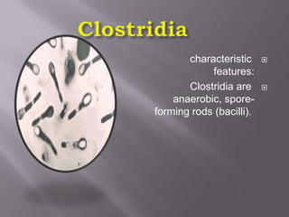 Clostridium species - Microbiology | PPT