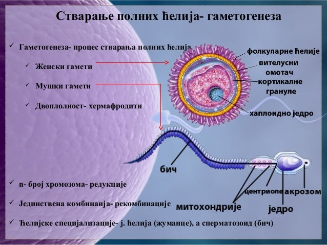 1. Gametogeneza, oplodjenje