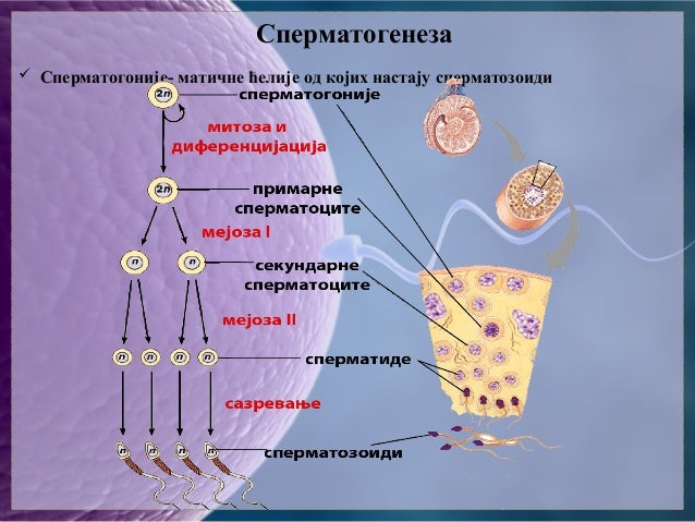 1. Gametogeneza, oplodjenje
