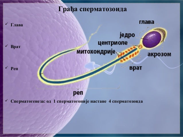 1. Gametogeneza, oplodjenje