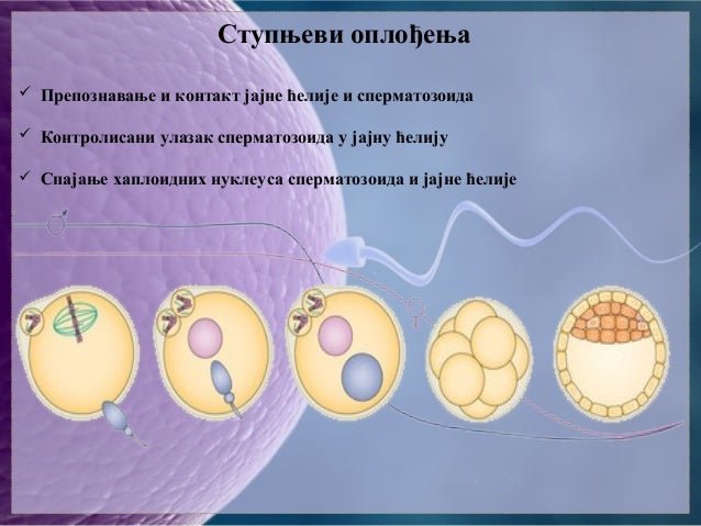 1. Gametogeneza, oplodjenje