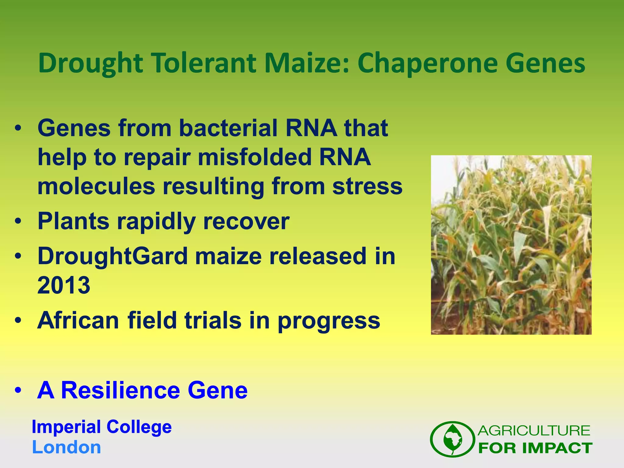 The Green Revolution: Lessons for the Future | PDF | Agriculture ...