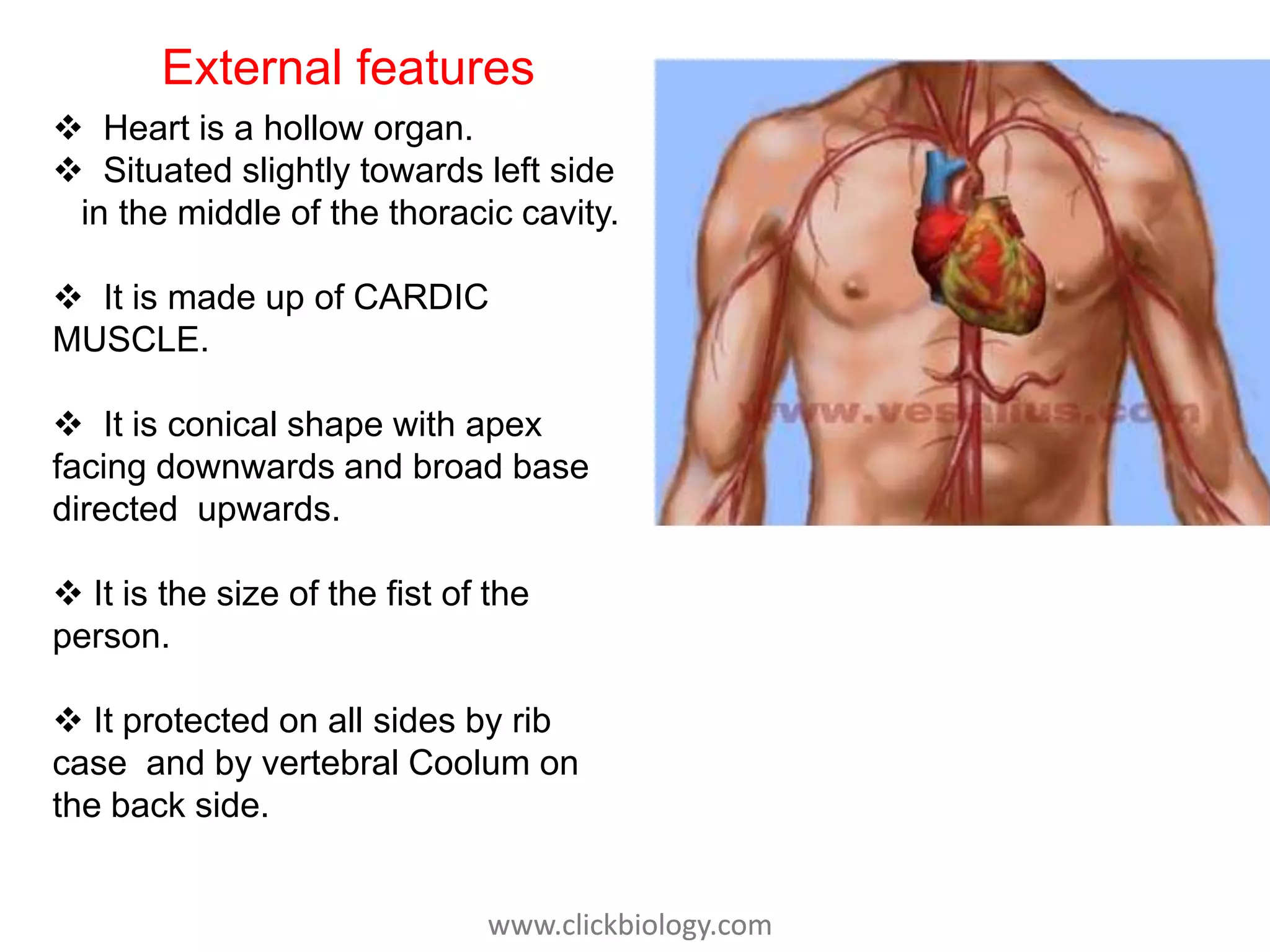 structure and functions of heart PPT, SSC AP Srinivas Nallapu | PPT