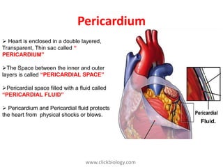 structure and functions of heart PPT, SSC AP Srinivas Nallapu | PPT