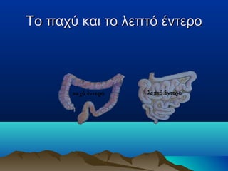 Tα εσωτερικά όργανα 1 | PPT