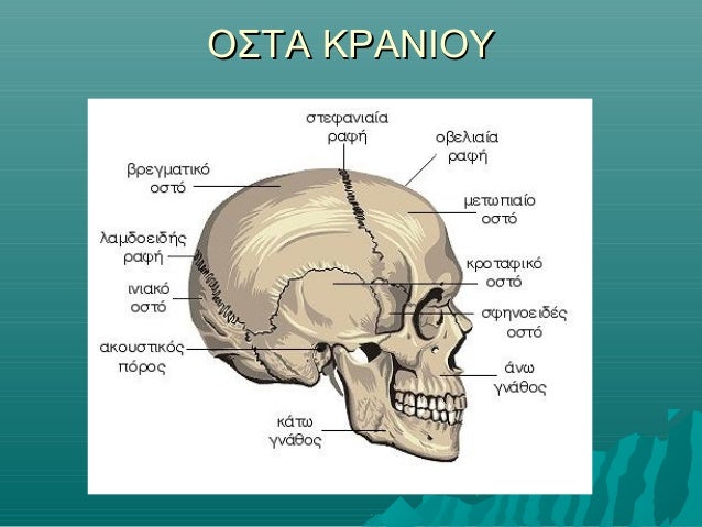 Τα οστά και ο σκελετός μας 1