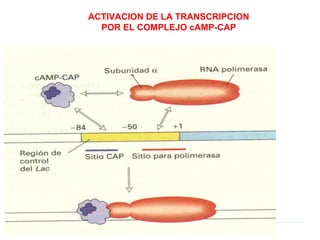 1. regulacion de la expresion genica | PPT