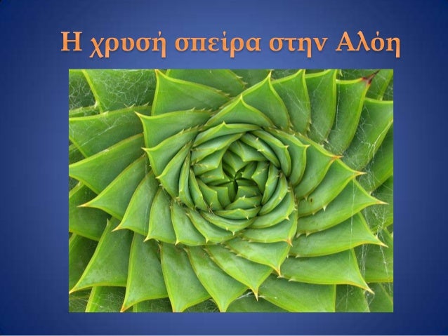 η χρυσή τομή 1