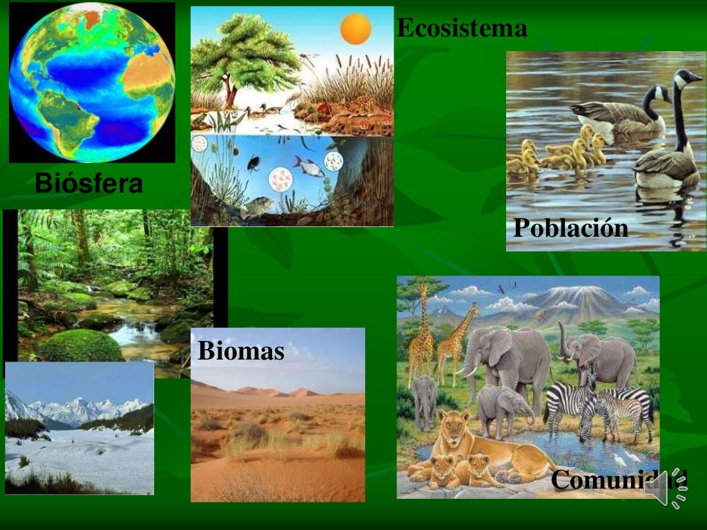 Los Ecosistemas y sus componentes