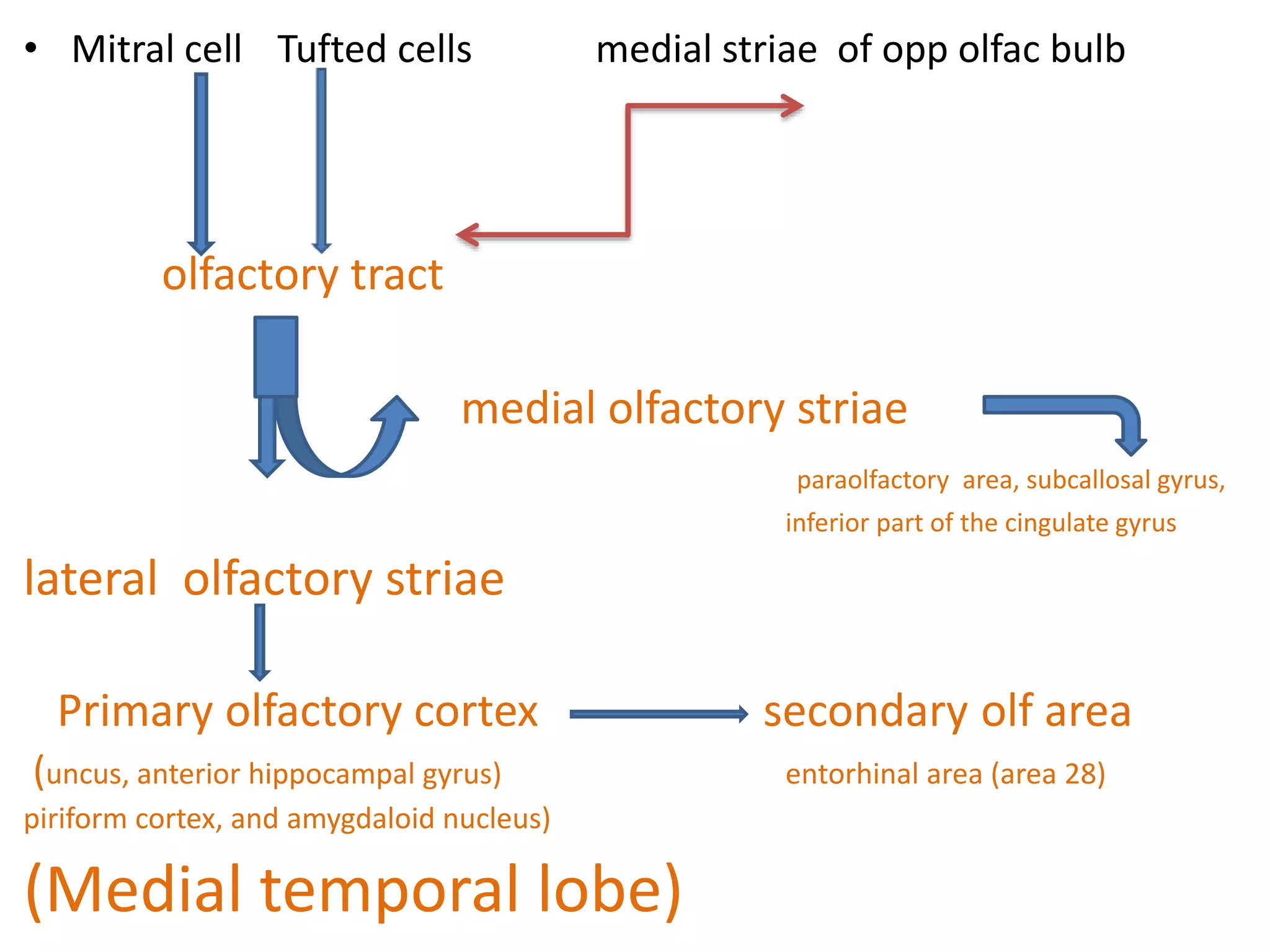 olfactory nerve | PPTX