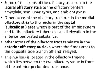 olfactory nerve | PPTX