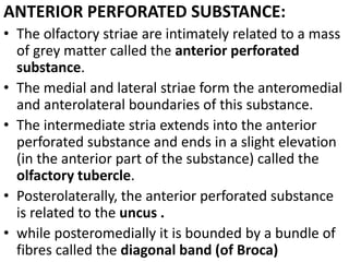 olfactory nerve | PPTX