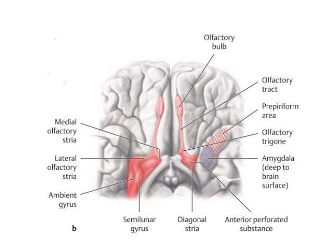 olfactory nerve
