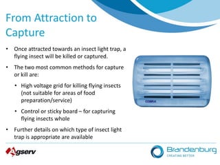 Intro To Flying Insects | PPTX | Infectious Diseases | Diseases and ...