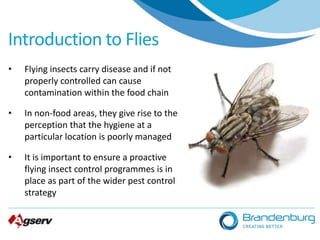 Intro To Flying Insects | PPTX | Infectious Diseases | Diseases and ...