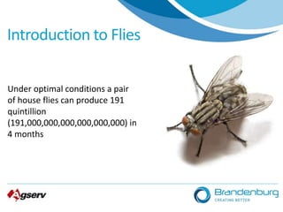 Intro To Flying Insects | PPTX | Infectious Diseases | Diseases and ...