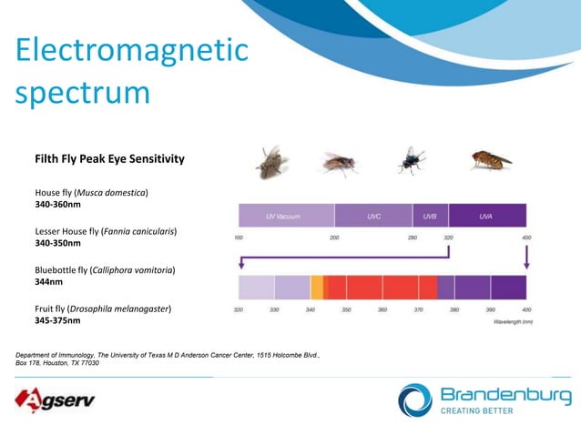 Intro to flying insects | PPTX