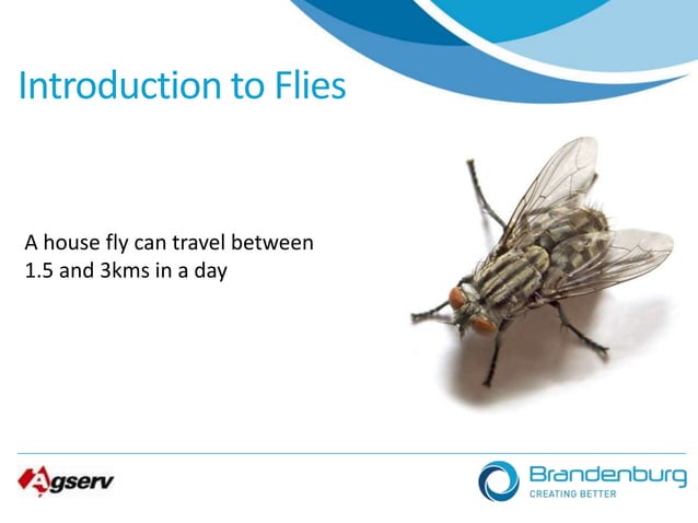 Intro to flying insects | PPTX
