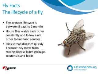 Intro to flying insects | PPTX