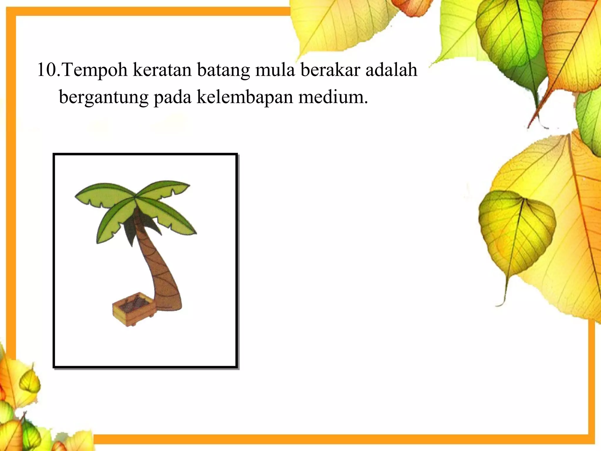 1.pembiakan secara keratan batang | PPT