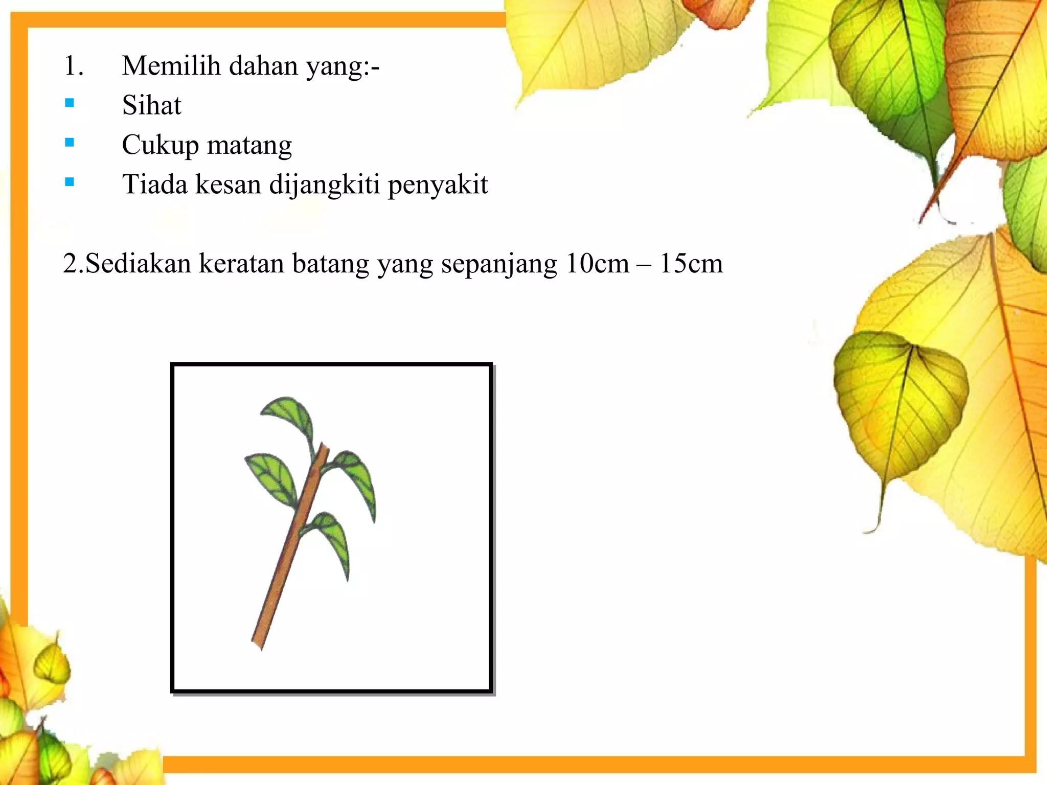 1.pembiakan secara keratan batang | PPT