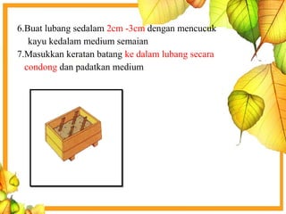 1.pembiakan secara keratan batang | PPT