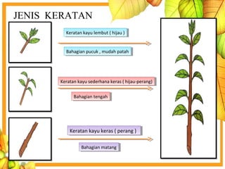 1.pembiakan secara keratan batang | PPT
