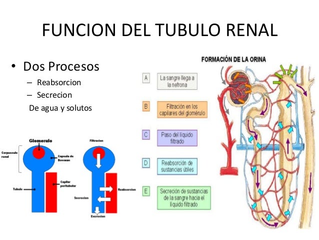 Fisiologia renal 2