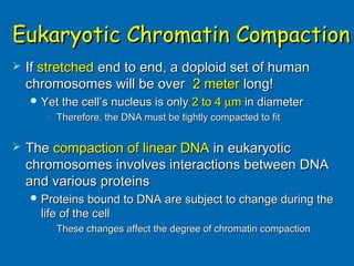 Chromosomal coiling and structure | PPT