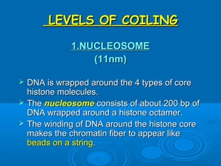 Chromosomal coiling and structure | PPT