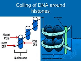 Chromosomal coiling and structure | PPT