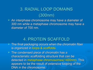 Chromosomal coiling and structure | PPT