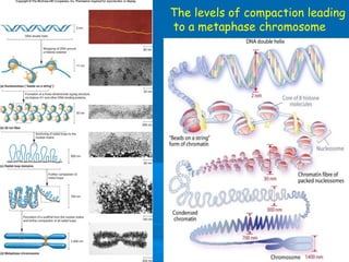 Chromosomal coiling and structure | PPT