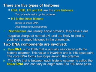 Chromosomal coiling and structure | PPT