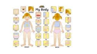 VOCABULARY CUERPO HUMANO | PPT
