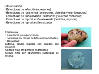 1.l os hongos | PDF